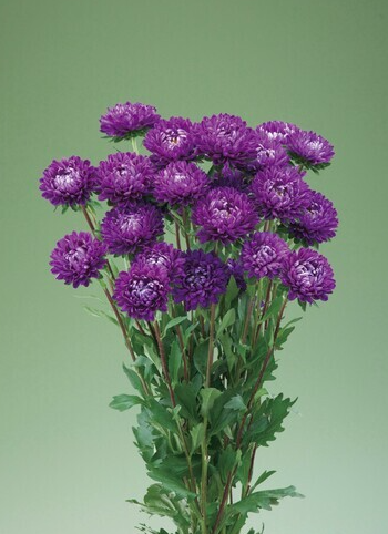 Aster Optimo Deep Purple Seed – Gro-Pak