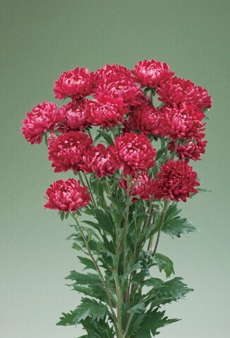 Aster Optimo Red Seed – Gro-Pak