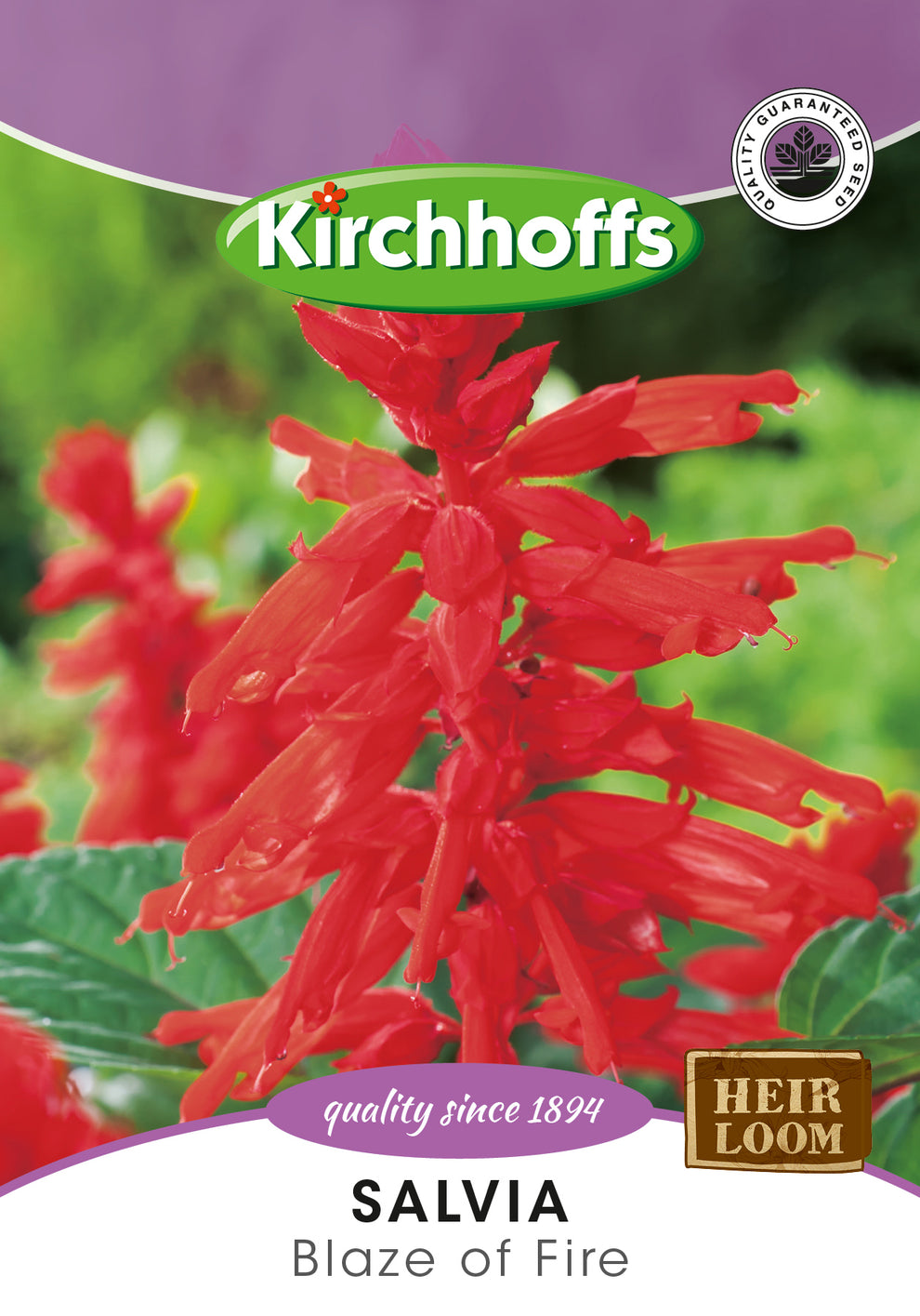 Salvia Blaze Of Fire Seed – Gro-Pak