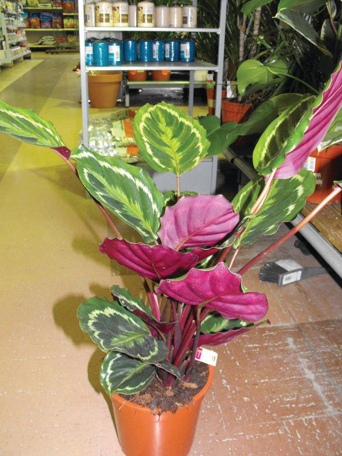 Calathea Roseopicta Medallion Seedlings – Gro-Pak