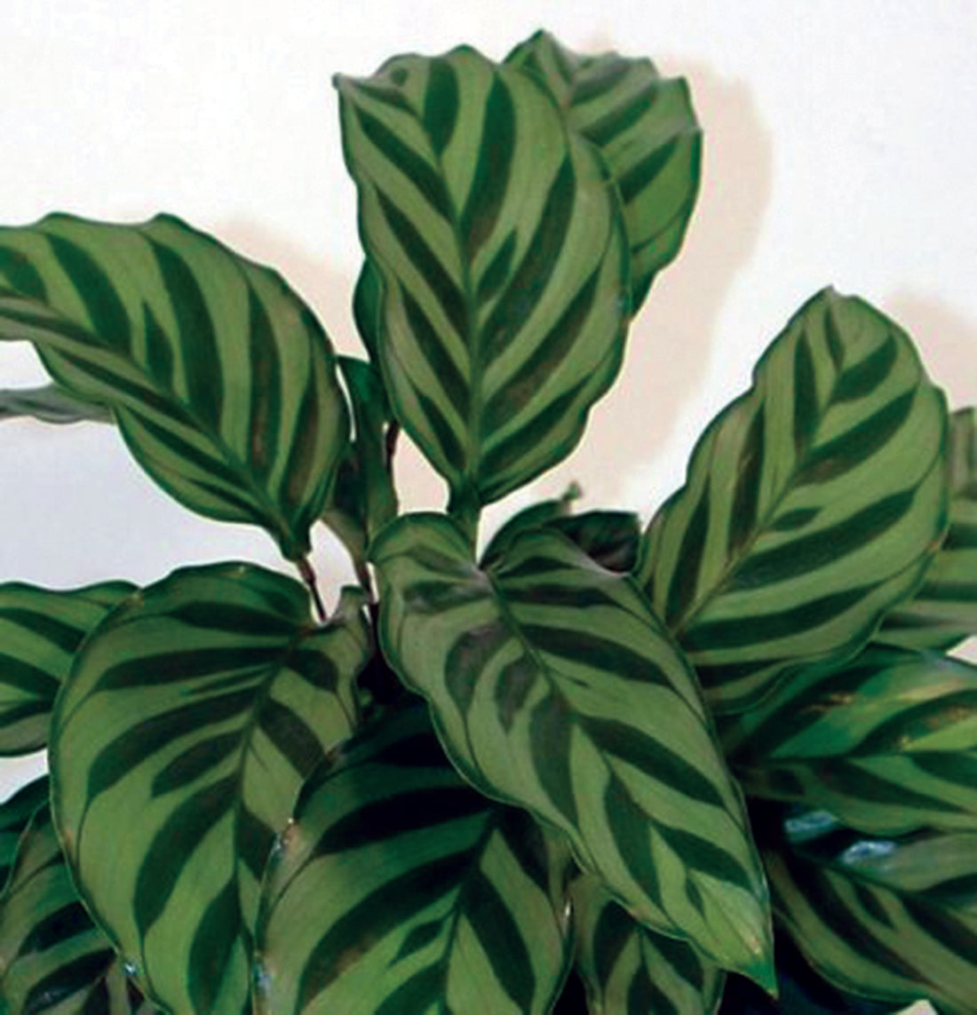 Calathea Louisae Freddy Seedlings – Gro-Pak