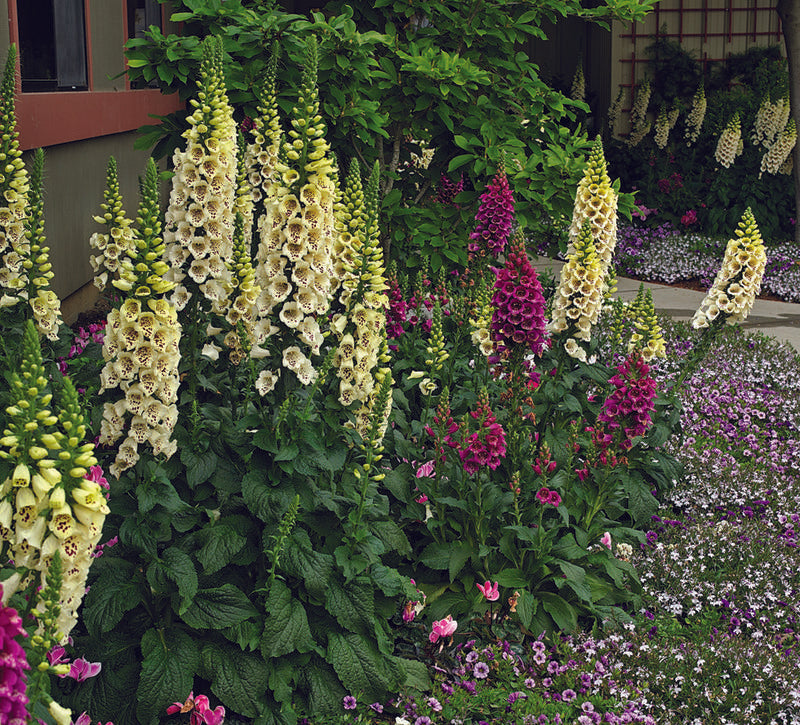 Digitalis (Foxglove) Camelot Cream Seed – Gro-Pak