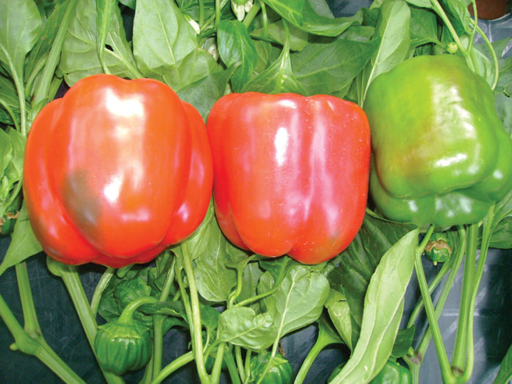 Vegetable Seedlings