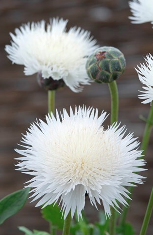 Centaurea The Bride Seed – Gro-Pak