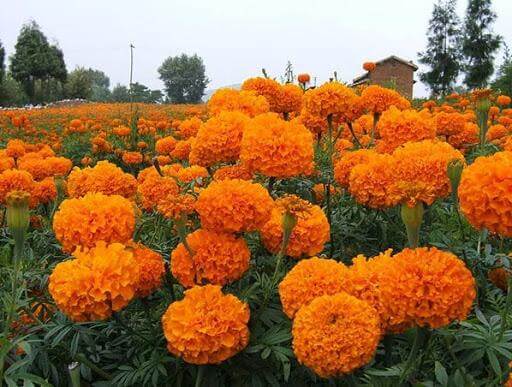 Marigold Firestone Orange