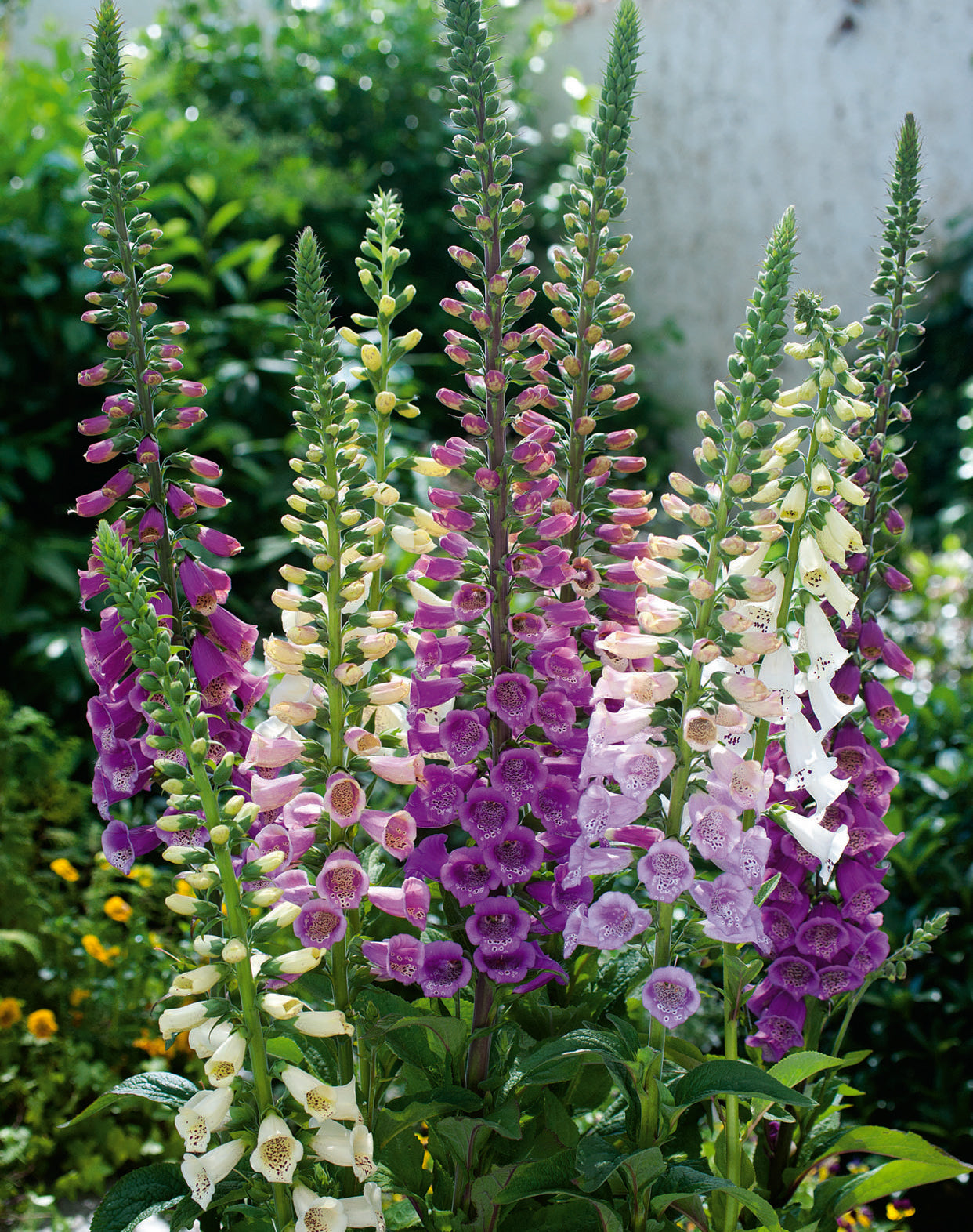 Foxglove Dwarf Foxy Mix Seed