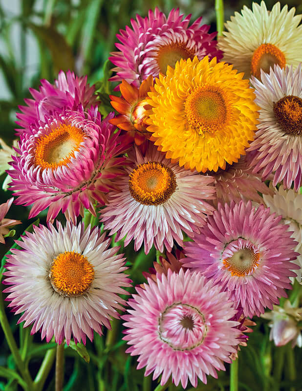 Helichrysum Swiss Giants Mix Seed