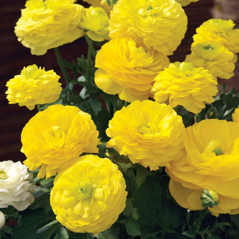 Ranunculus Mache Yellow Seed – Gro-Pak