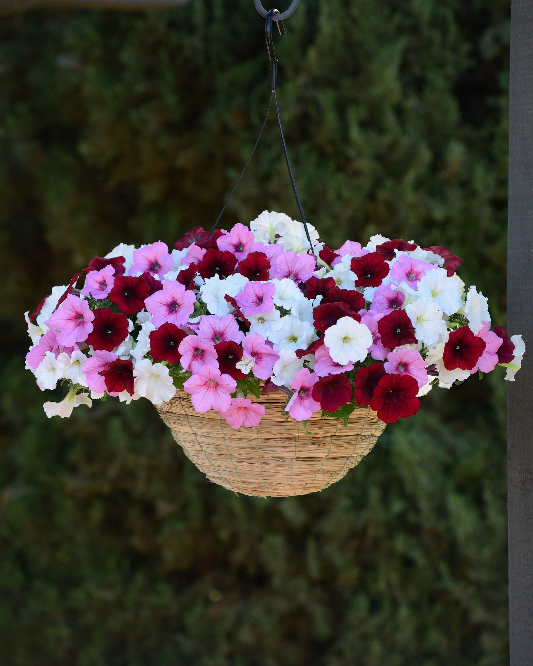 Plant, Vegetable, Herb & Grass Seeds – Gro-Pak