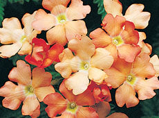 Verbena Obsession Apricot Seed – Gro-Pak