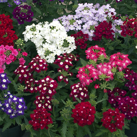 Verbena Obsession Formula Mix Seed
