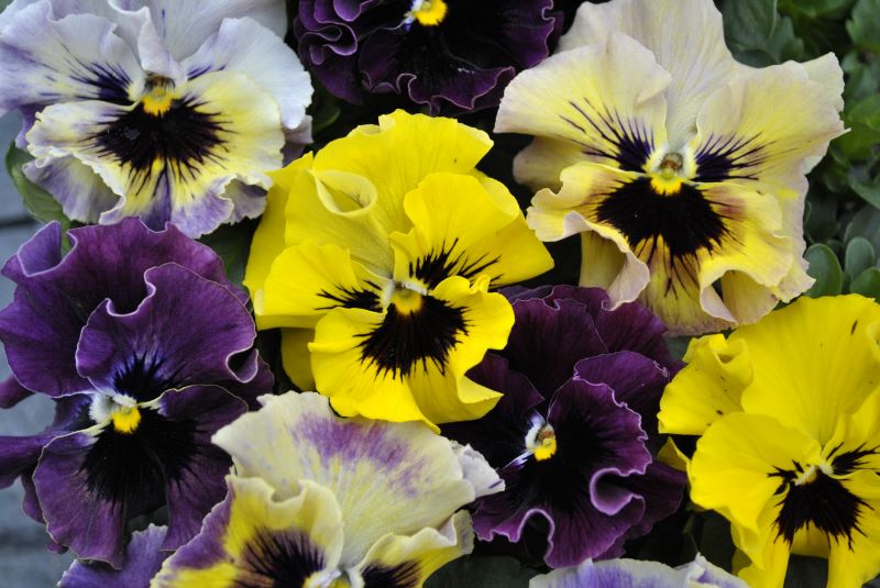 Viola Frizzle Sizzle Mini Mix Seed – Gro-Pak