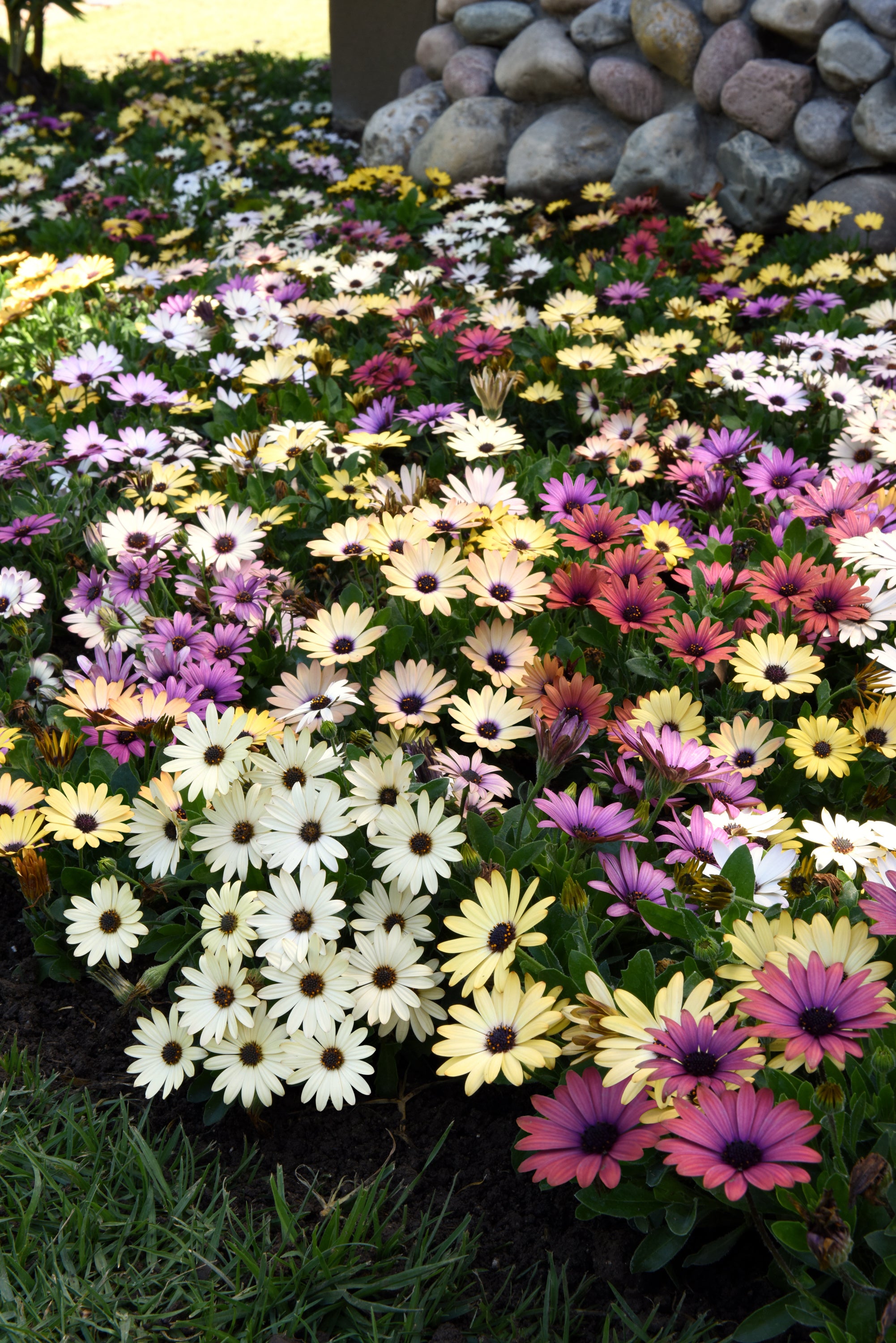 Plant, Vegetable, Herb & Grass Seeds – Gro-Pak