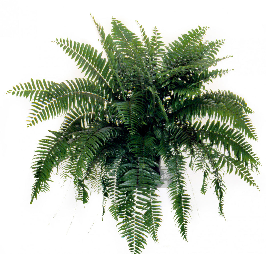 Indoor Plants