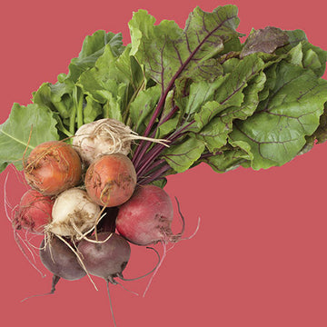 Vegetable Seeds • Open Pollinated and Hybrid Seeds • Gro-Pak