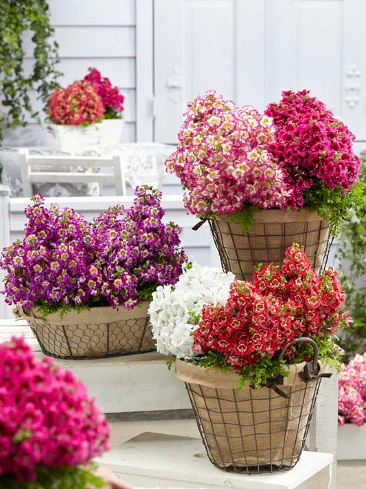 Flower Seeds • Shop Seasonal Flower Seeds Online • Gro-Pak