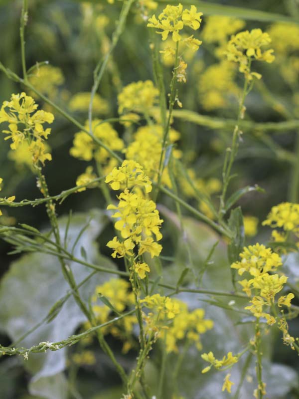 Mustard Black Seeds from GroPak