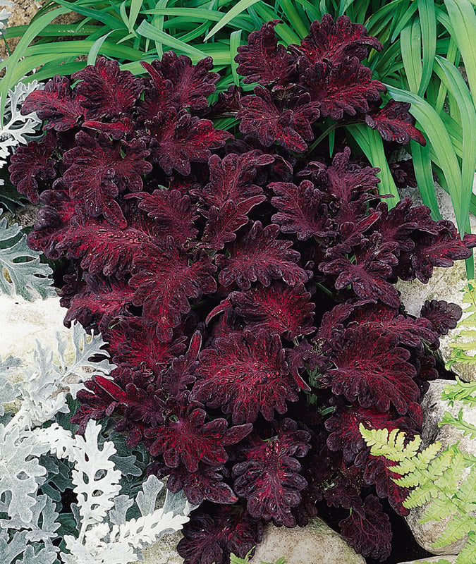 Coleus Black Dragon Seeds for planting