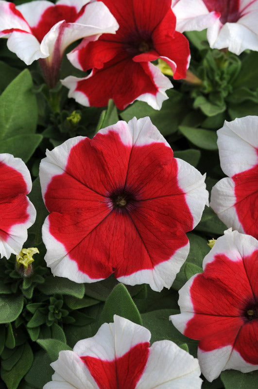 Flower Seeds • Shop Seasonal Flower Seeds Online • Gro-Pak