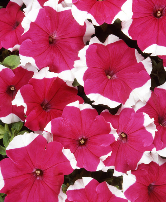 Flower Seeds • Shop Seasonal Flower Seeds Online • Gro-Pak