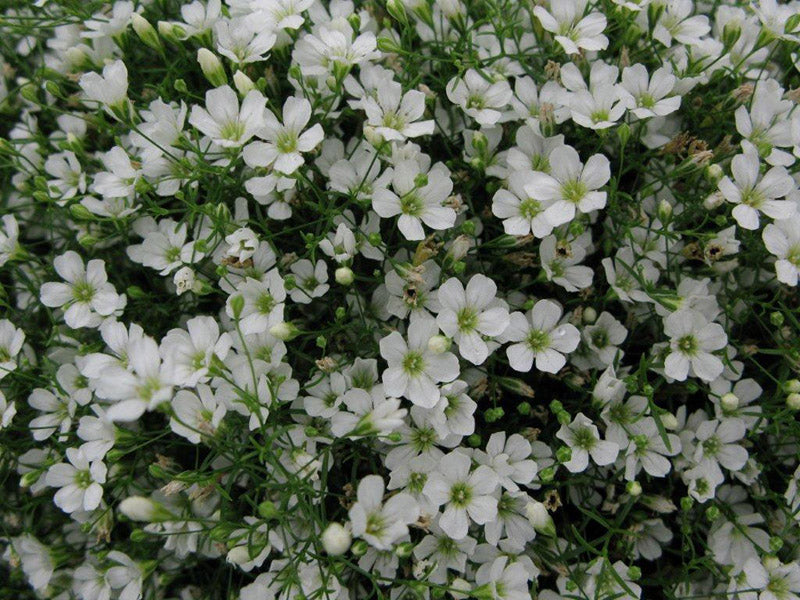 Gypsophila Gypsy White Seed – Gro-Pak