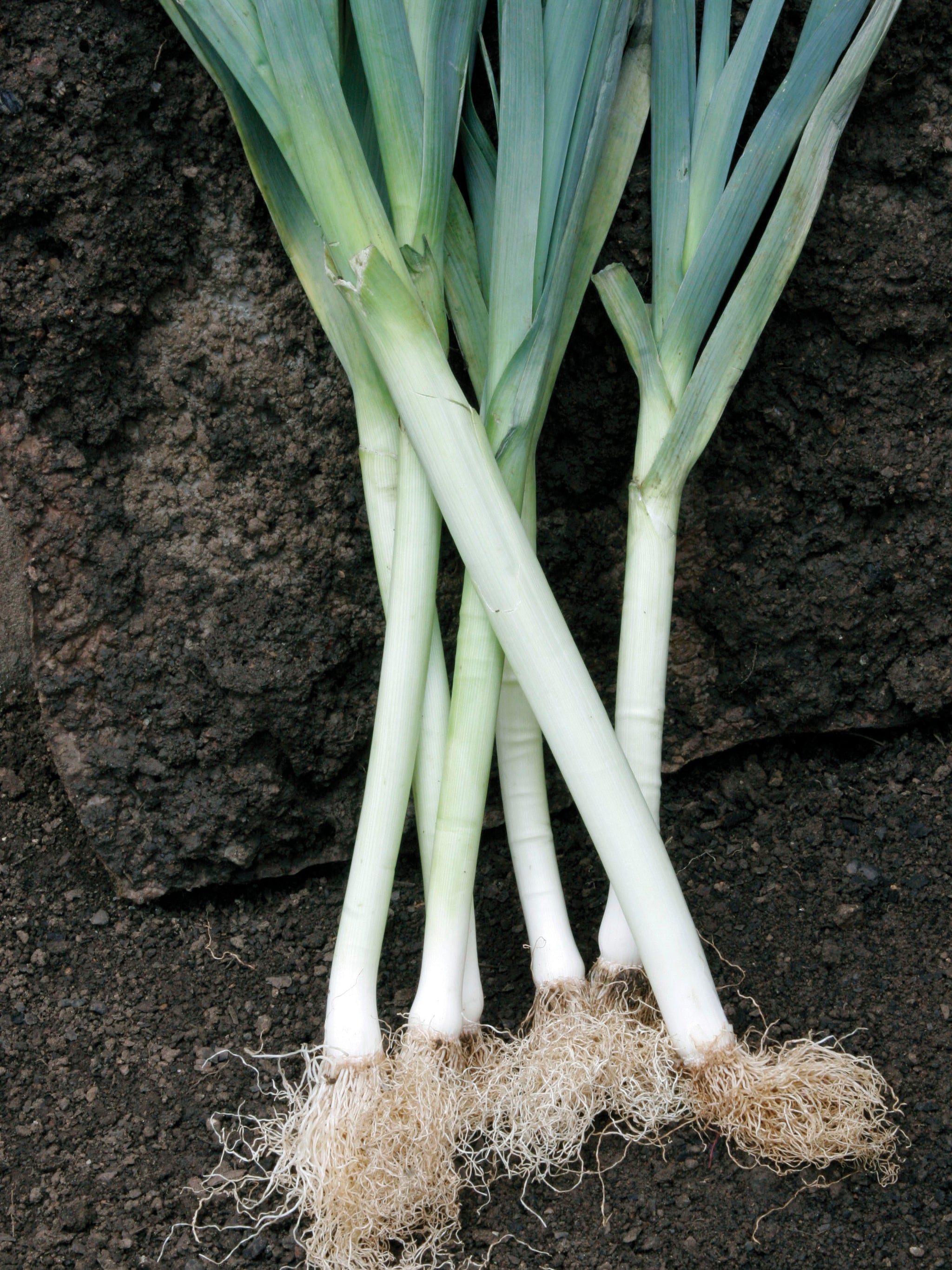 Leeks Carentan Seeds from GroPak