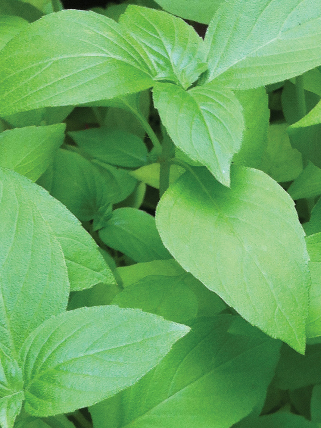 Vegetable Seeds • Open Pollinated and Hybrid Seeds • Gro-Pak