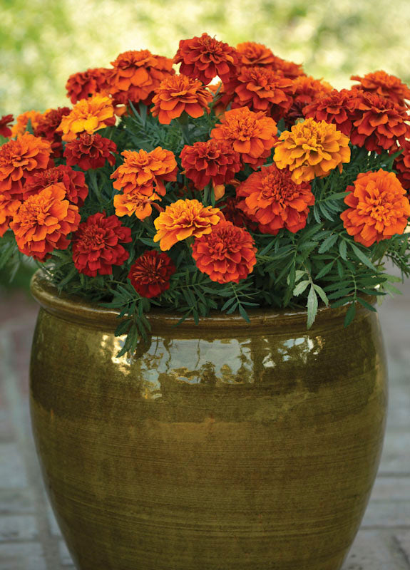 Marigold Fireball Seed – Gro-Pak