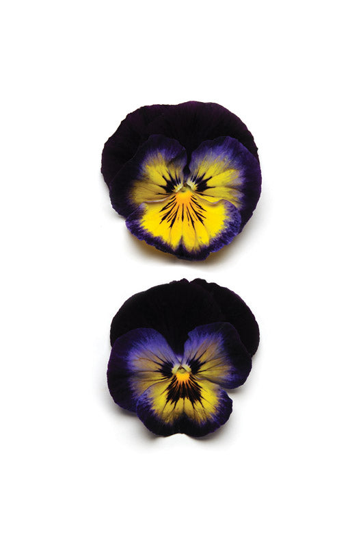 Pansy Matrix Midnight Glow Seed