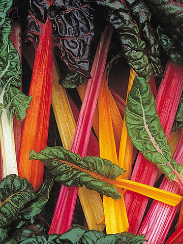 Plant, Vegetable, Herb & Grass Seeds – Gro-Pak