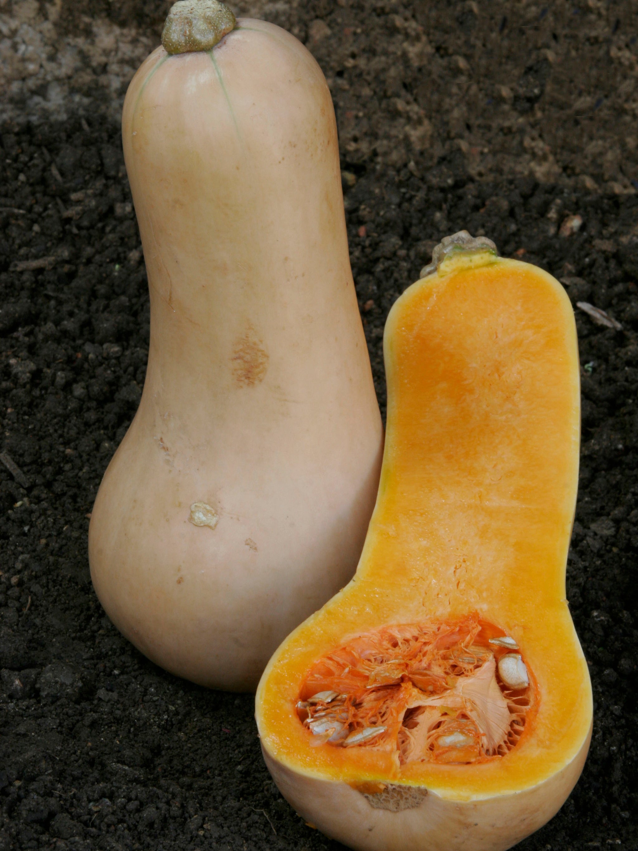 Squash Butternut Waltham Seeds from GroPak