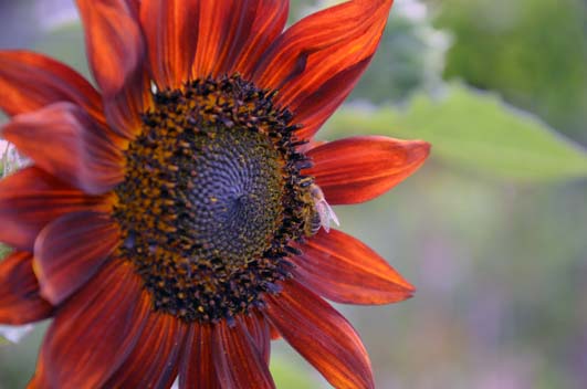 Sunflower Red Sun Seed