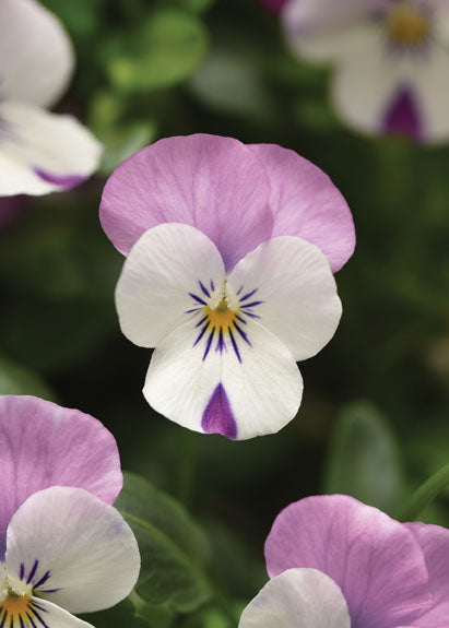 Viola Sorbet Pink Wing Xp Seed