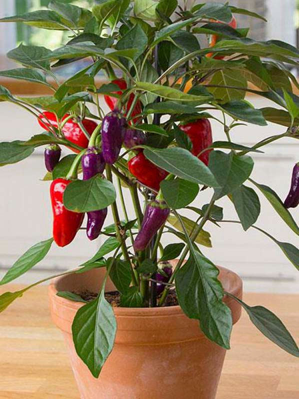 Capsicum Pot Pepper Cosmo - Sweet Pepper Seed