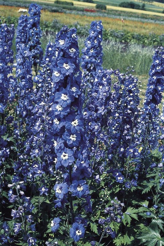 Delphinium Belladonna Sky Blue Seed
