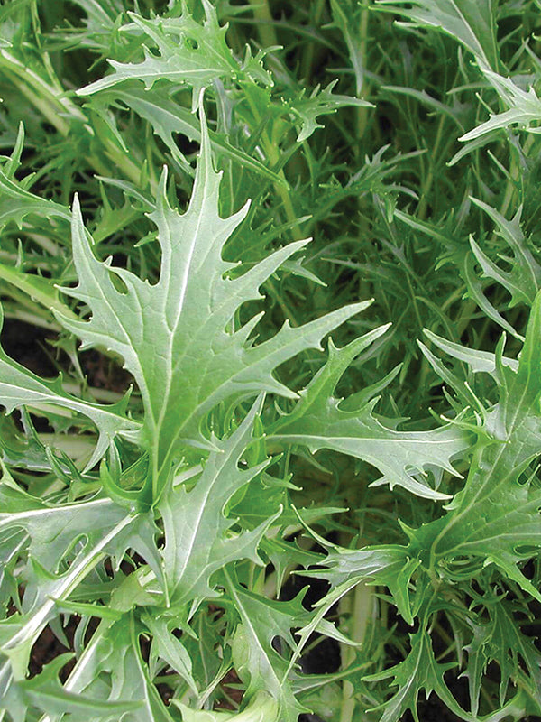 Mizuna Seeds from GroPak Online Shop – Gro-Pak