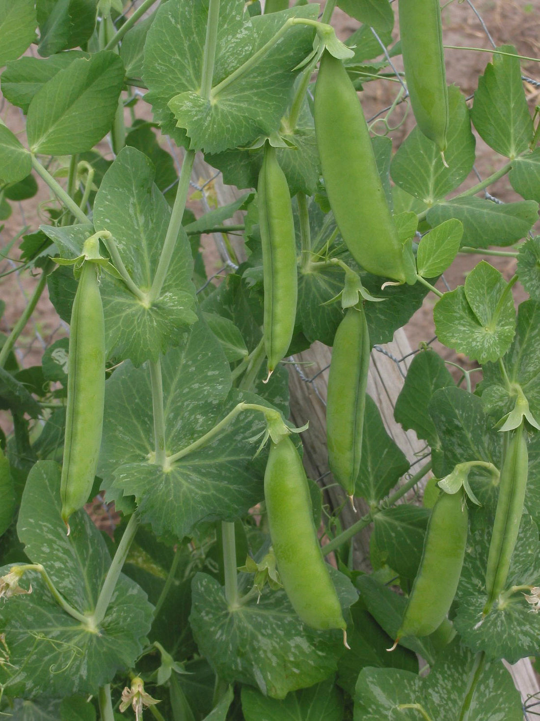 Peas Greenfeast Seeds from GroPak