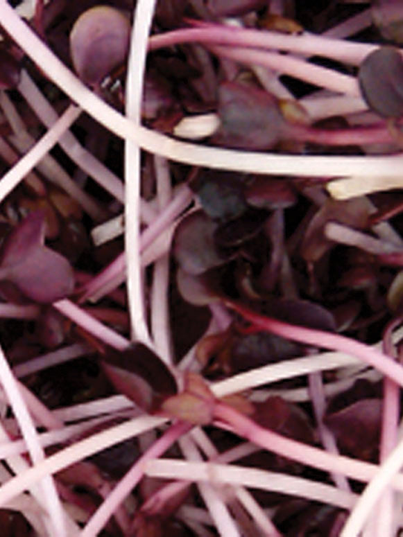 Radish Japanese Red Daikon Sango Seed – Gro-Pak